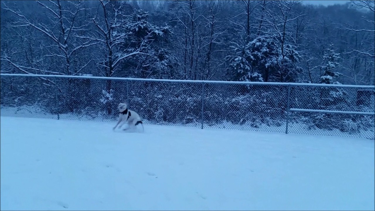 Piper in the snow - YouTube