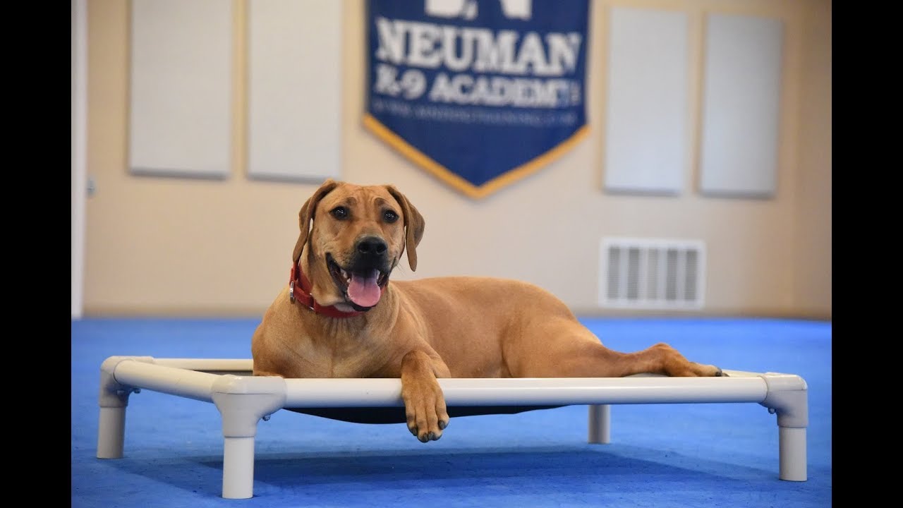 Sophie (Rhodesian Ridgeback) Boot Camp Dog Training Video Demonstration ...