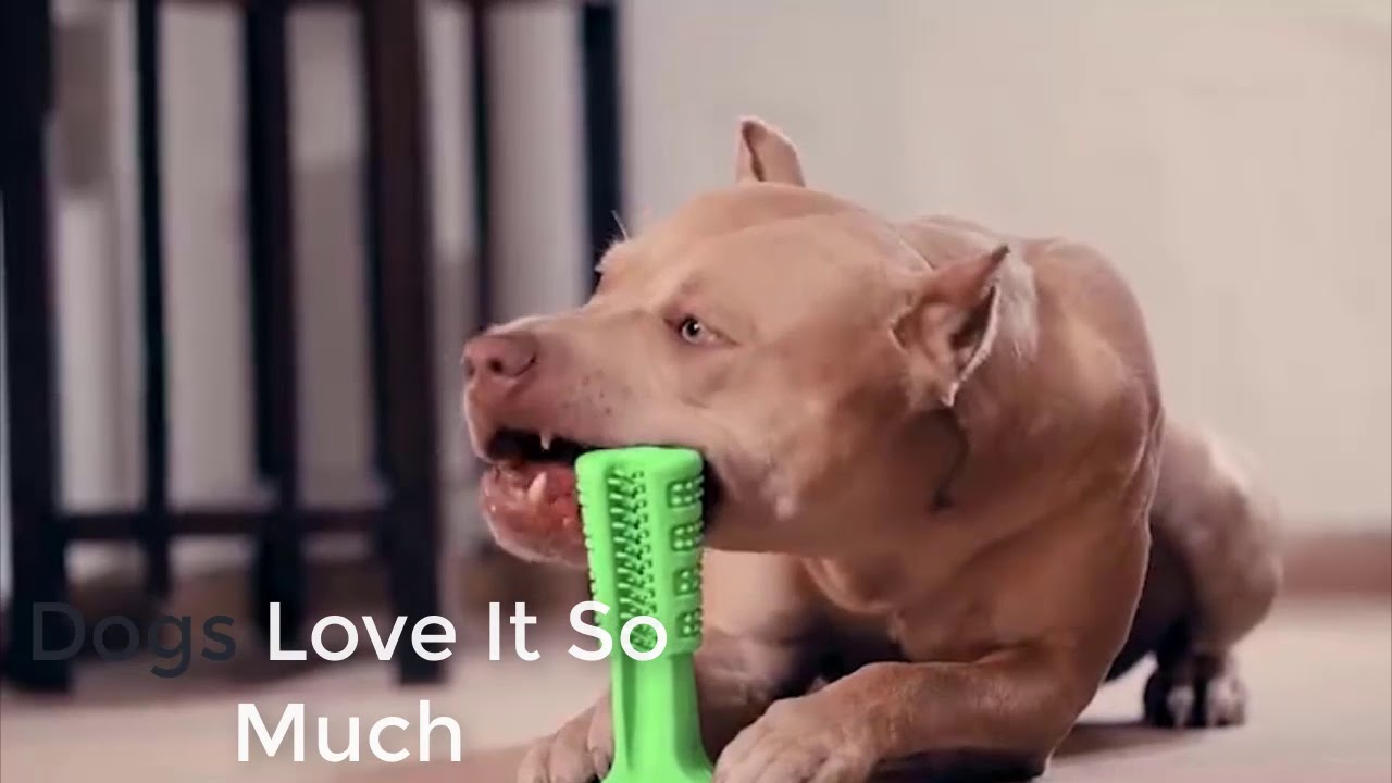 Dogs Brushing Stick - New Toothbrush for Dogs - YouTube