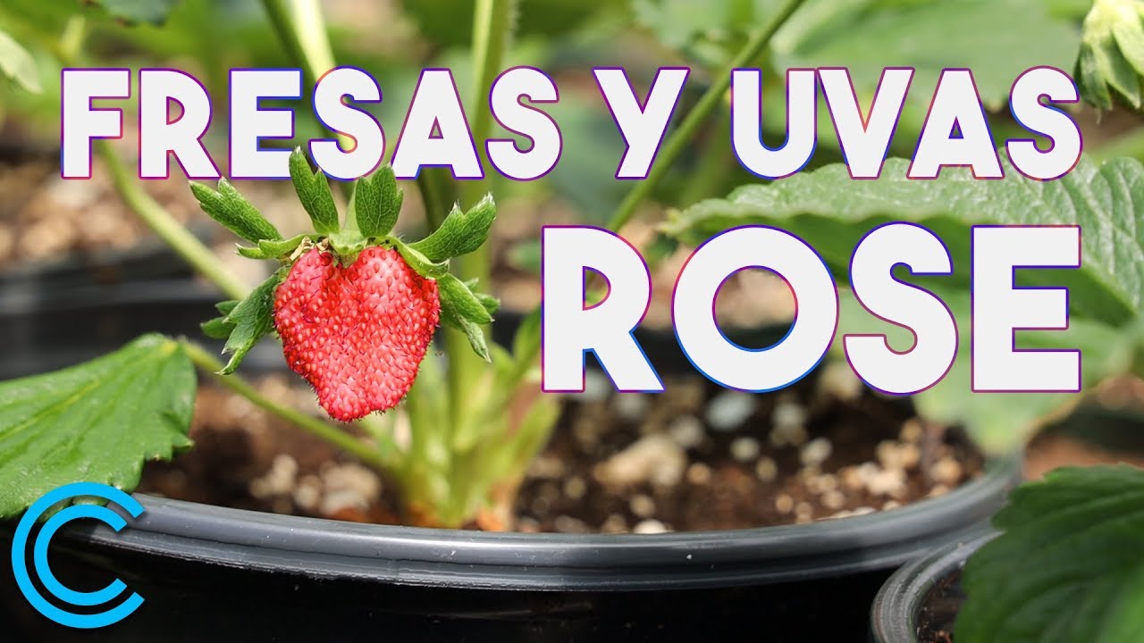 Fresas y Uvas en Puerto Rico, ¿como las cultivan en el Caribe? - YouTube