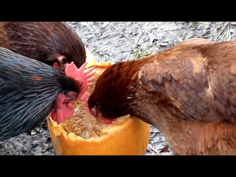 Kippen scharrelen op het erf