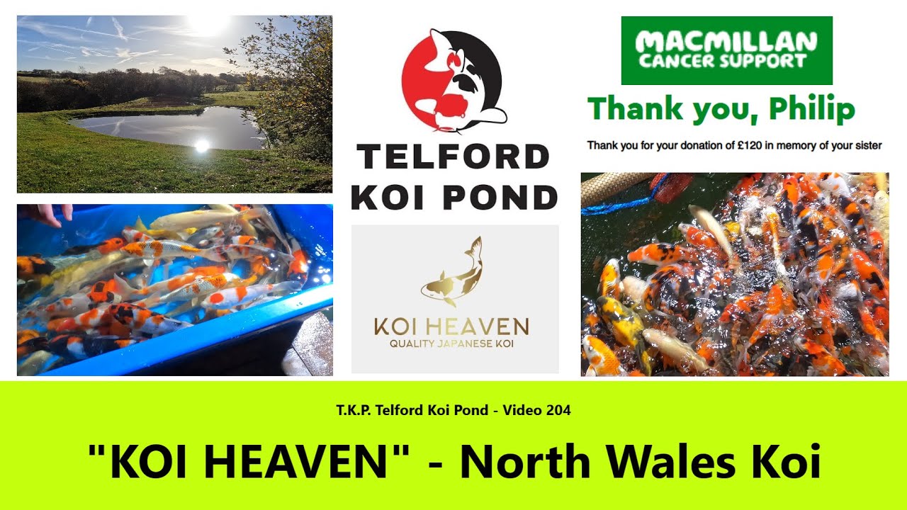 T.K.P. Telford Koi Pond - Video 204 - KOI HEAVEN - Visit to North Wales Koi - YouTube