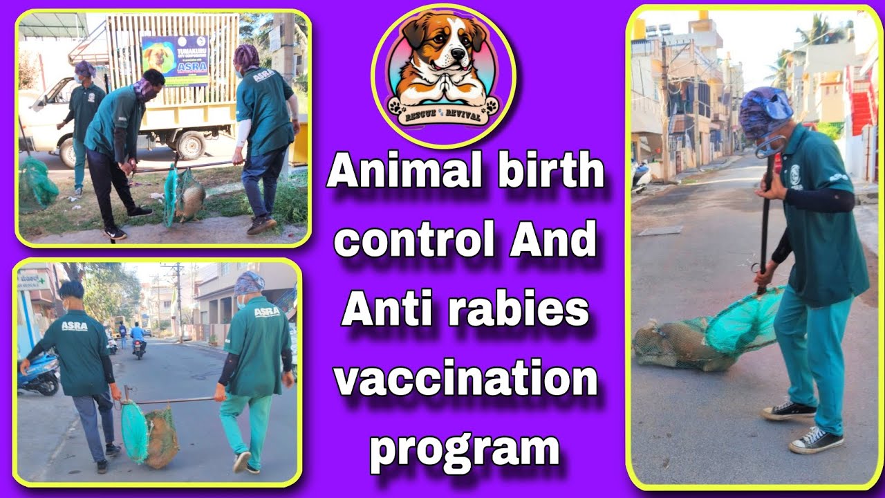 Animal birth control and Anti rabies vaccination program 4K video ...