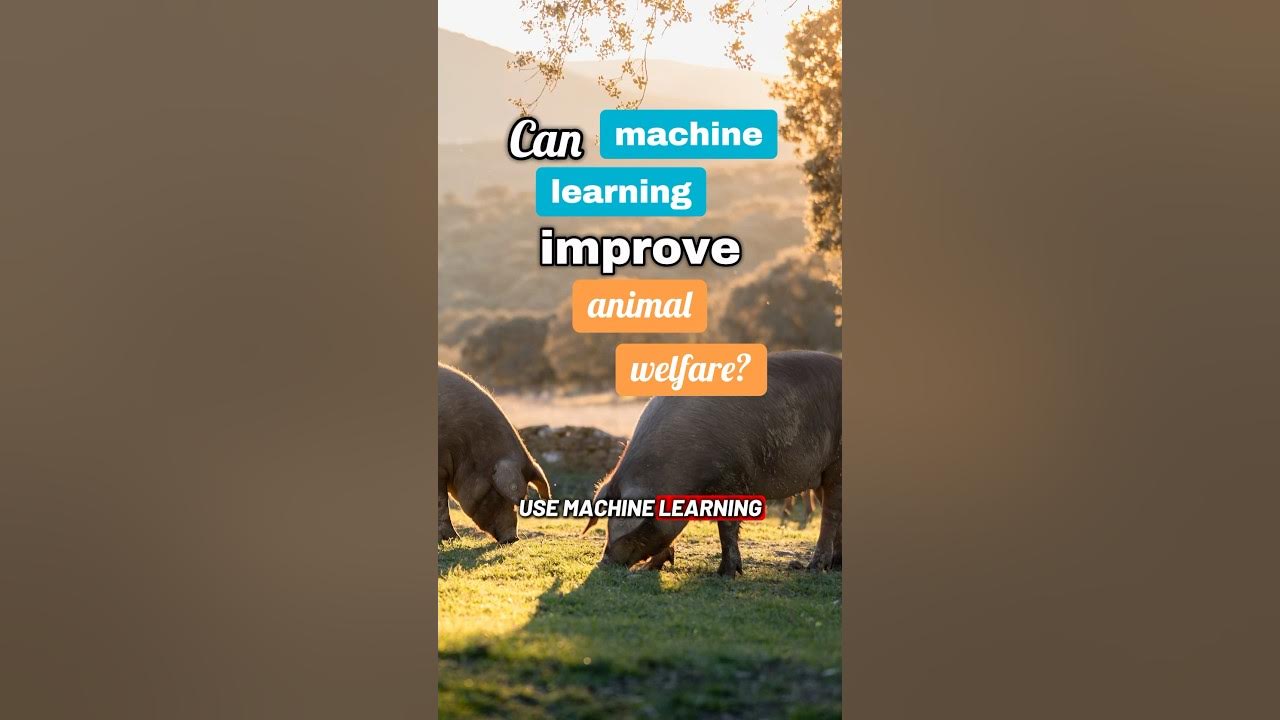 Can computers learn to predict animals’ emotions? 🐷 #research # ...