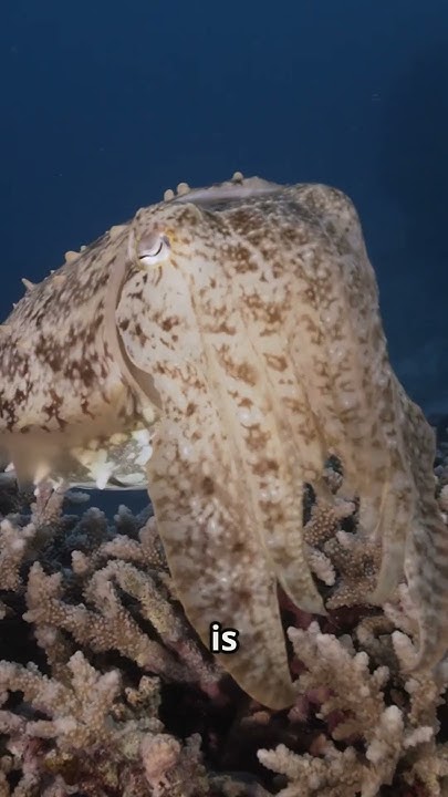Weird Science Wonders: Cuttlefish - Ocean's Master of Disguise! - YouTube