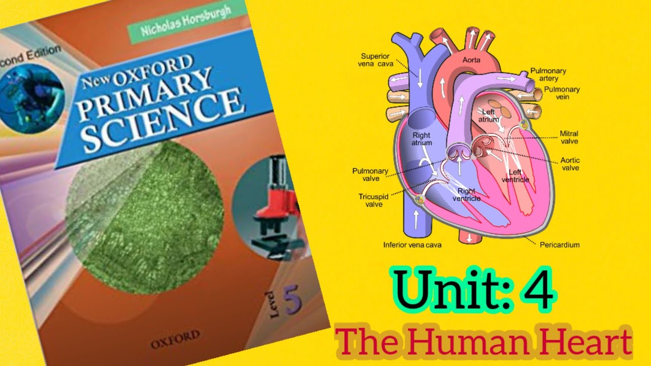 Oxford Primary Science 5 Unit 4 || The Human Heart - YouTube