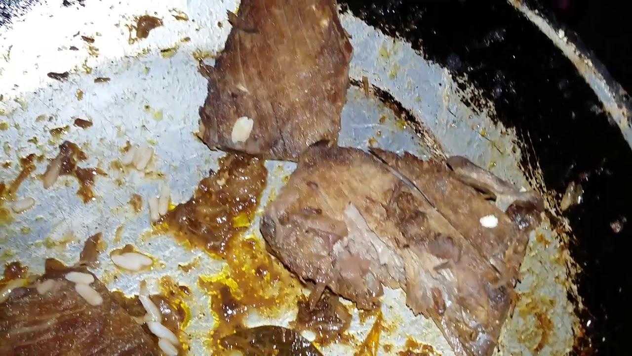 Ovo da mosca na carne( CUIDADO ) - YouTube