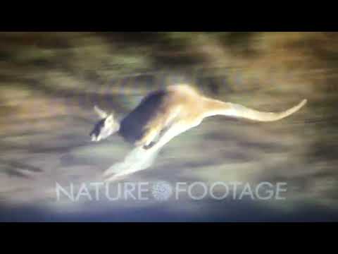 Baby Einstein Stock Footage Jumping Kangaroo 