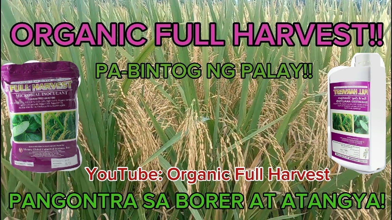 ATANGYA BORER BA PROBLEM MO? SAGOT NI ORGANIC FULL HARVEST YAN! # ...