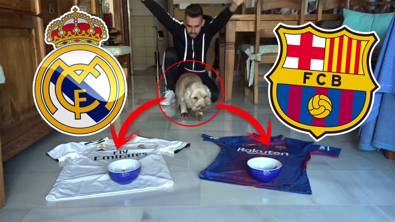 MI PERRO PREDICE ENTRE REAL MADRID Y BARCELONA QUIEN PASA A LA FINAL DE ...
