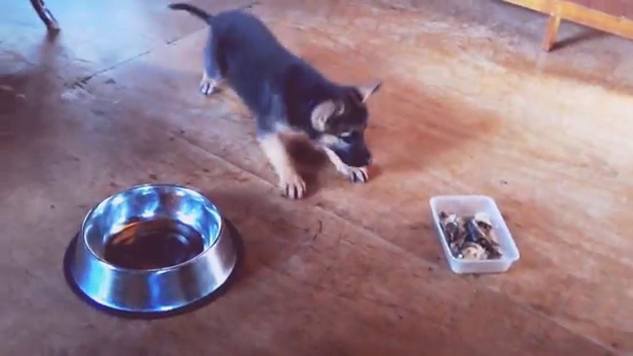 German Shepherd dog,7 weeks."Miley" is very hungry - YouTube