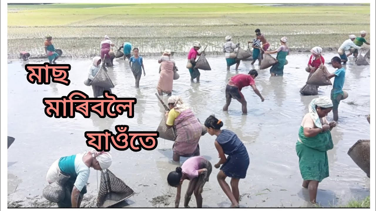 #village group fishing #Jakoi marote.. //গাৱত জাকৈৰে মাছ ধৰা পদ্ধতি// # ...