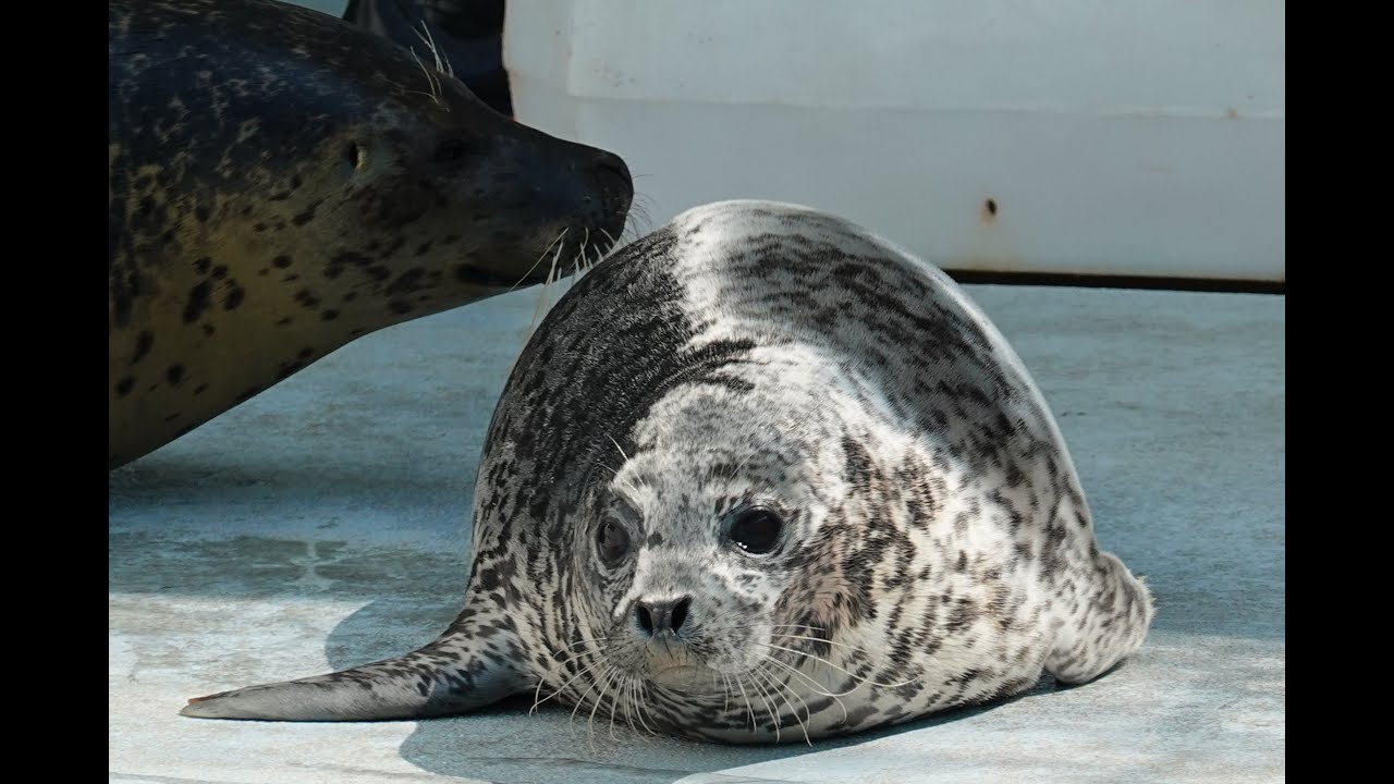 マシロ仔①円山動物園赤ちゃんあざらし（生後1ヶ月）/ Mashiro pup (1) Maruyama Zoo baby seal (1 ...