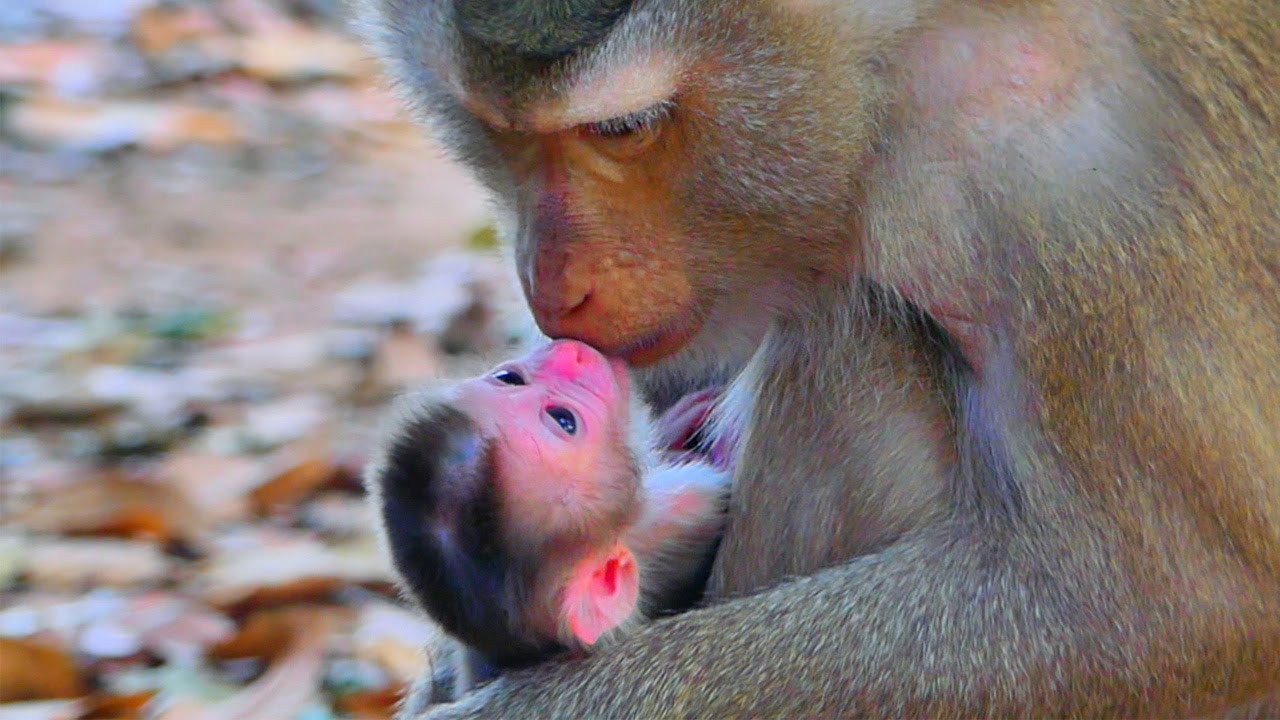 A special video shows how Monkey Libby gives a sweet kiss to baby Lyly ...