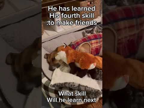 What skill will he learn next (part 4) #shorts #dogs - YouTube