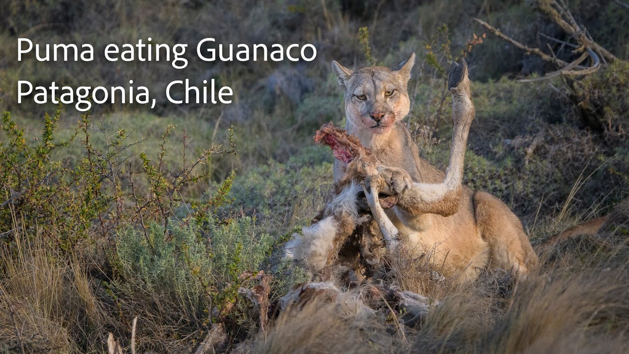 Puma feeding on a guanaco carcass in the bush, Torres del Paine ...