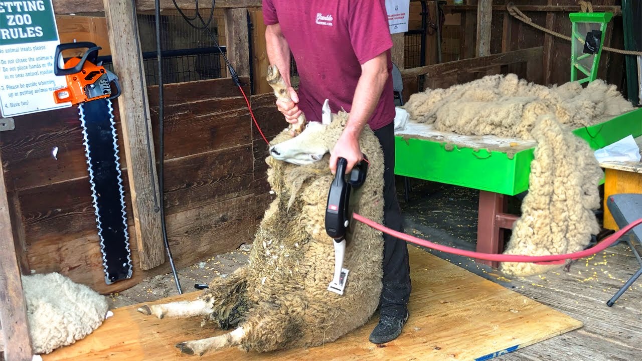 OVERGROWN, Matted SHEEP SHORN - Satisfying - YouTube