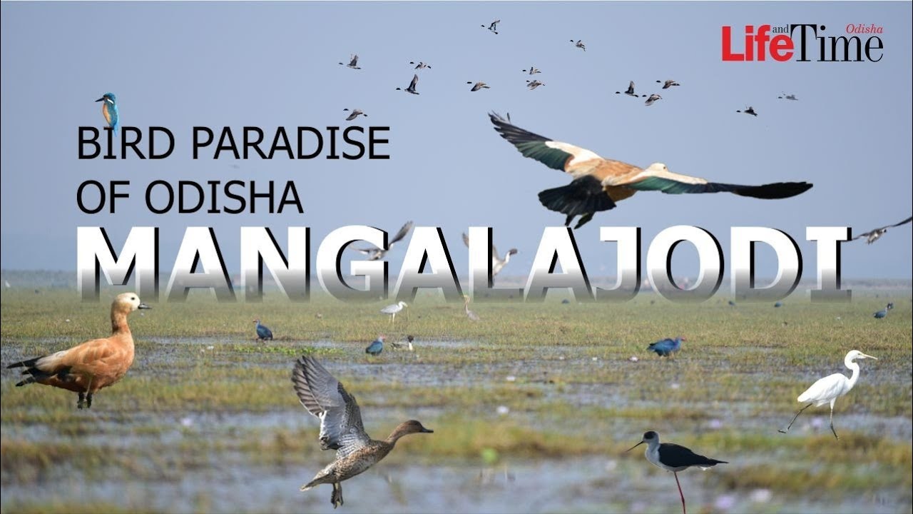 Exploring Mangalajodi | Migratory Birds Heaven in Odisha | Bird ...