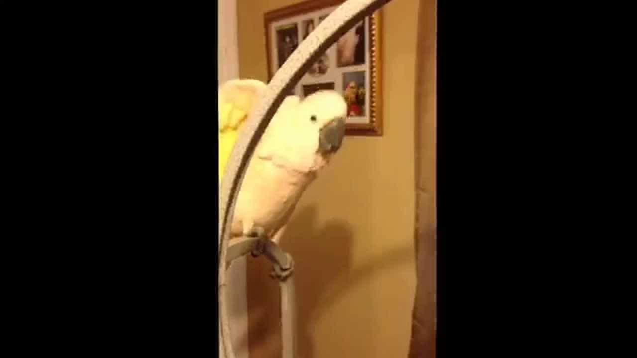 Cockatoo sings Happy Birthday - YouTube