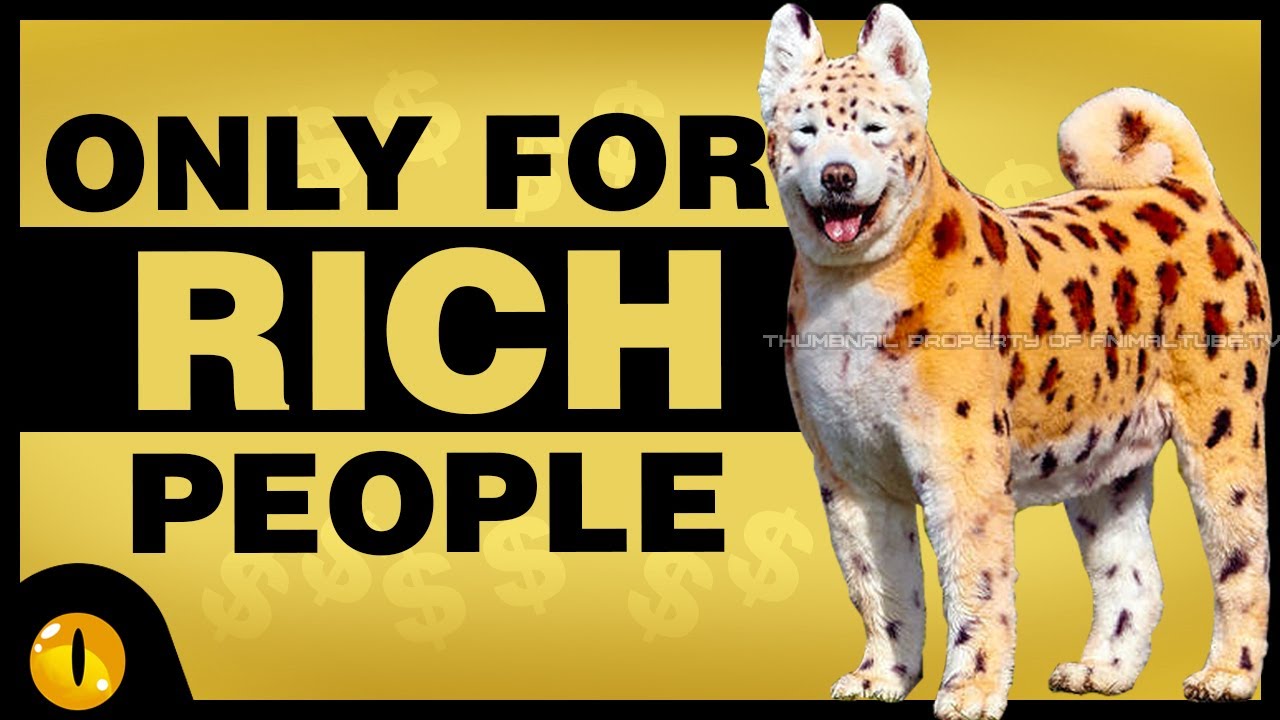 10 Expensive Dog Breeds Only for the Rich people - YouTube