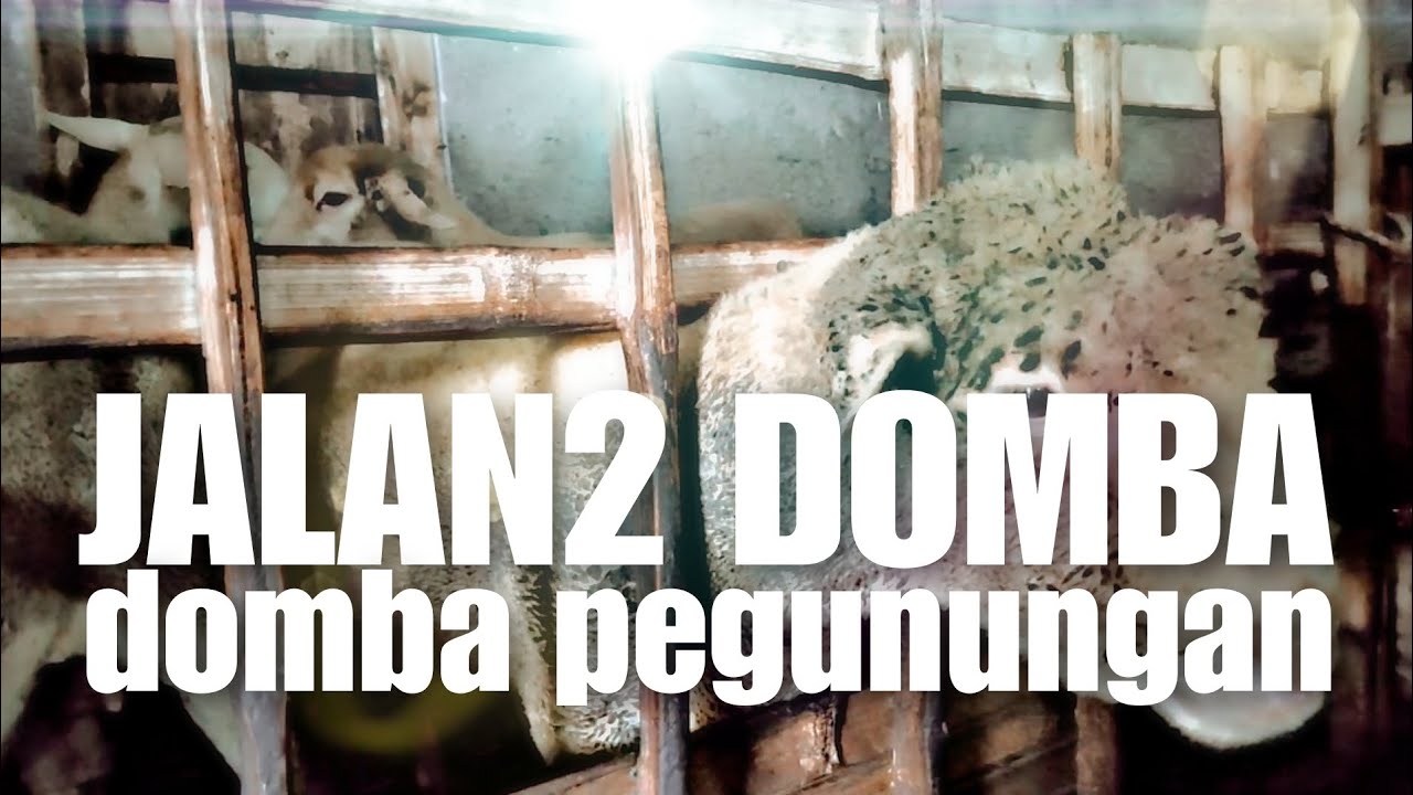 Domba Batur - Domba Pegunungan gemuk2 dengan pakan murni hijauan - YouTube