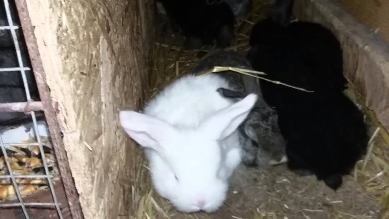 pui 2 saptamani berbec german - YouTube