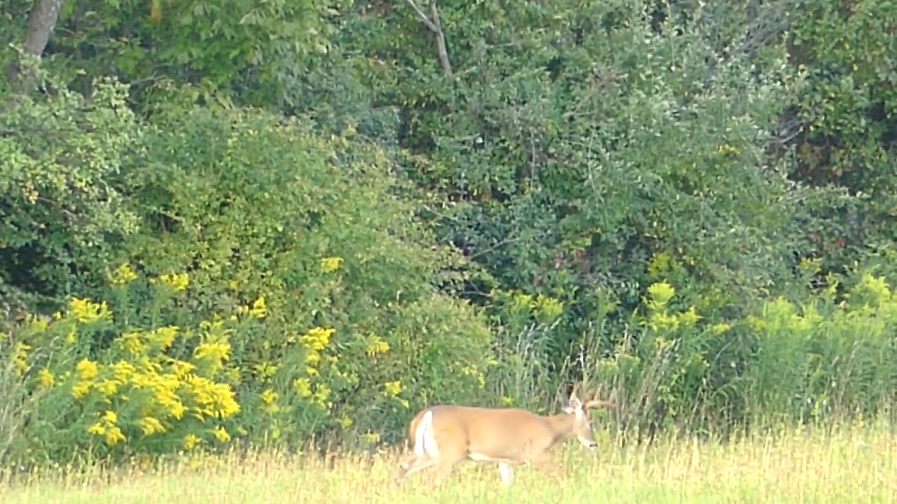 Hello Big Boy - YouTube