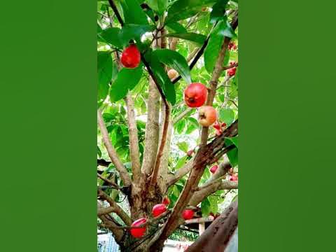 MALIIT NA PUNO???GRABE ANG DAMING BUNGA!!!😮|Tribu ni Ekong - YouTube