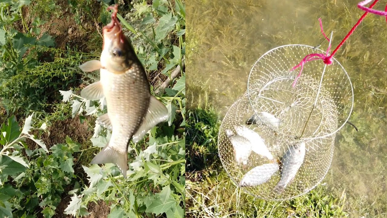Gözəl Gunlərdən Biri Çapaq Vobla və Karas Ovu #fishing #baliq# ...