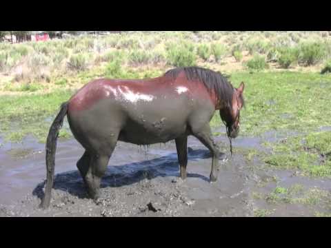Horse "Mud" Play - YouTube