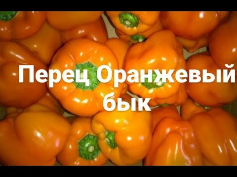 Перец Оранжевый бык - урожай 2020. - YouTube