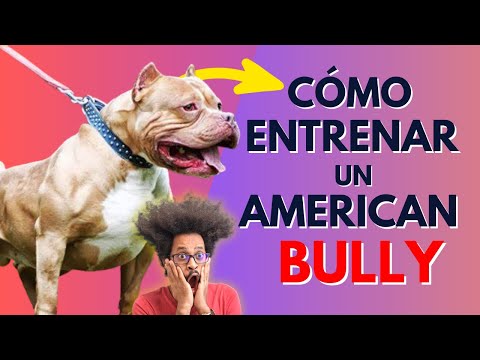 Consejos Secretos de Entrenamiento para Hacer que tu American Bully sea el Más Obediente