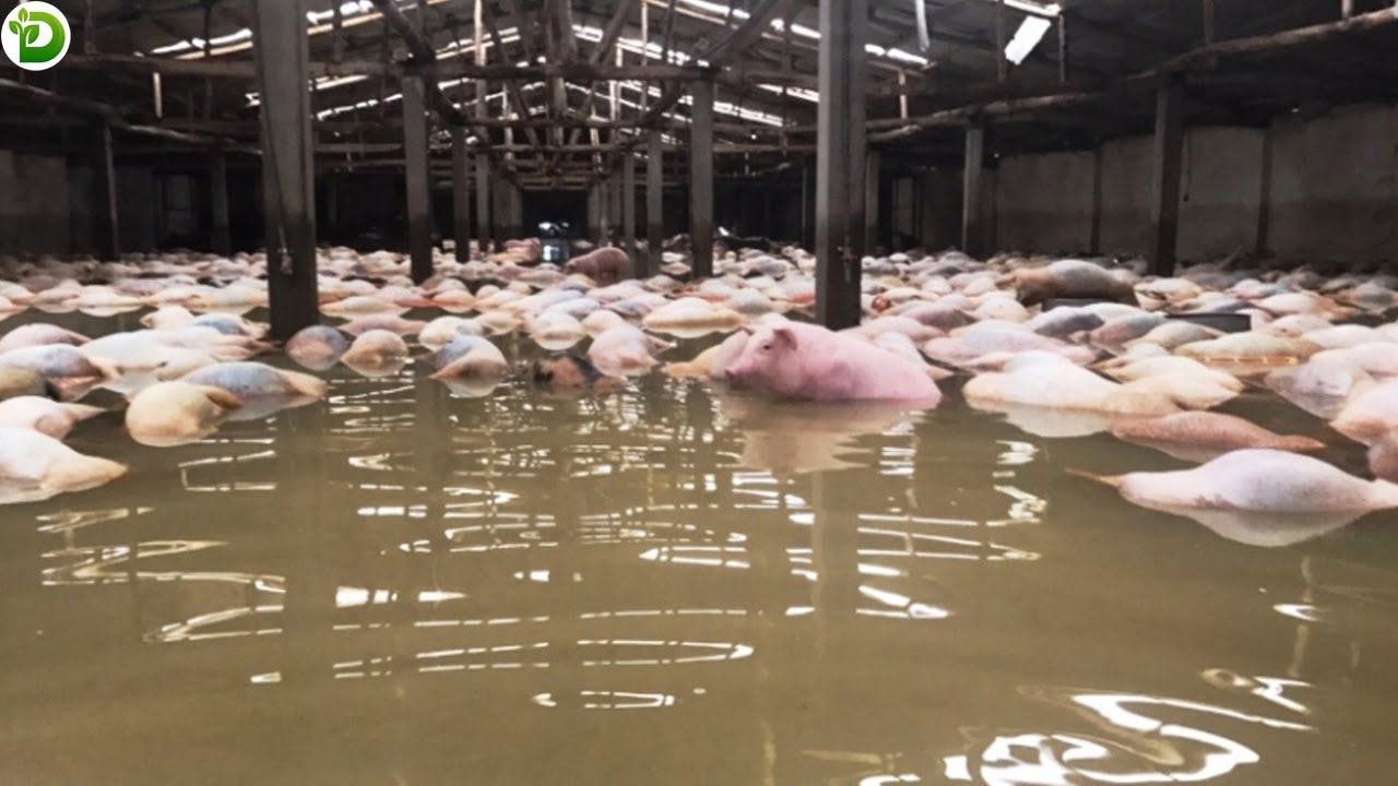 HEARTBREAKING! 4000 Pigs in a Farm Damaged by Storm - Farmers ...