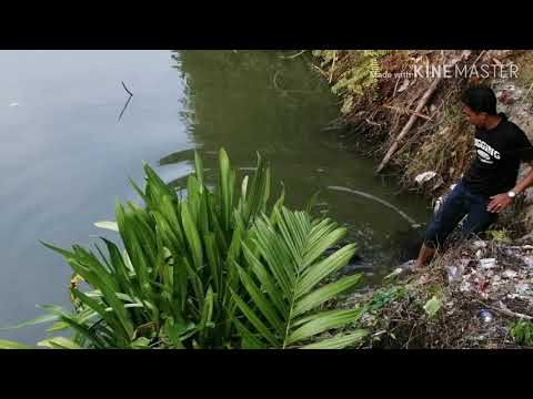 #Mancing #IkanBesar #testing Mancing Kecik Pun Berbaloi