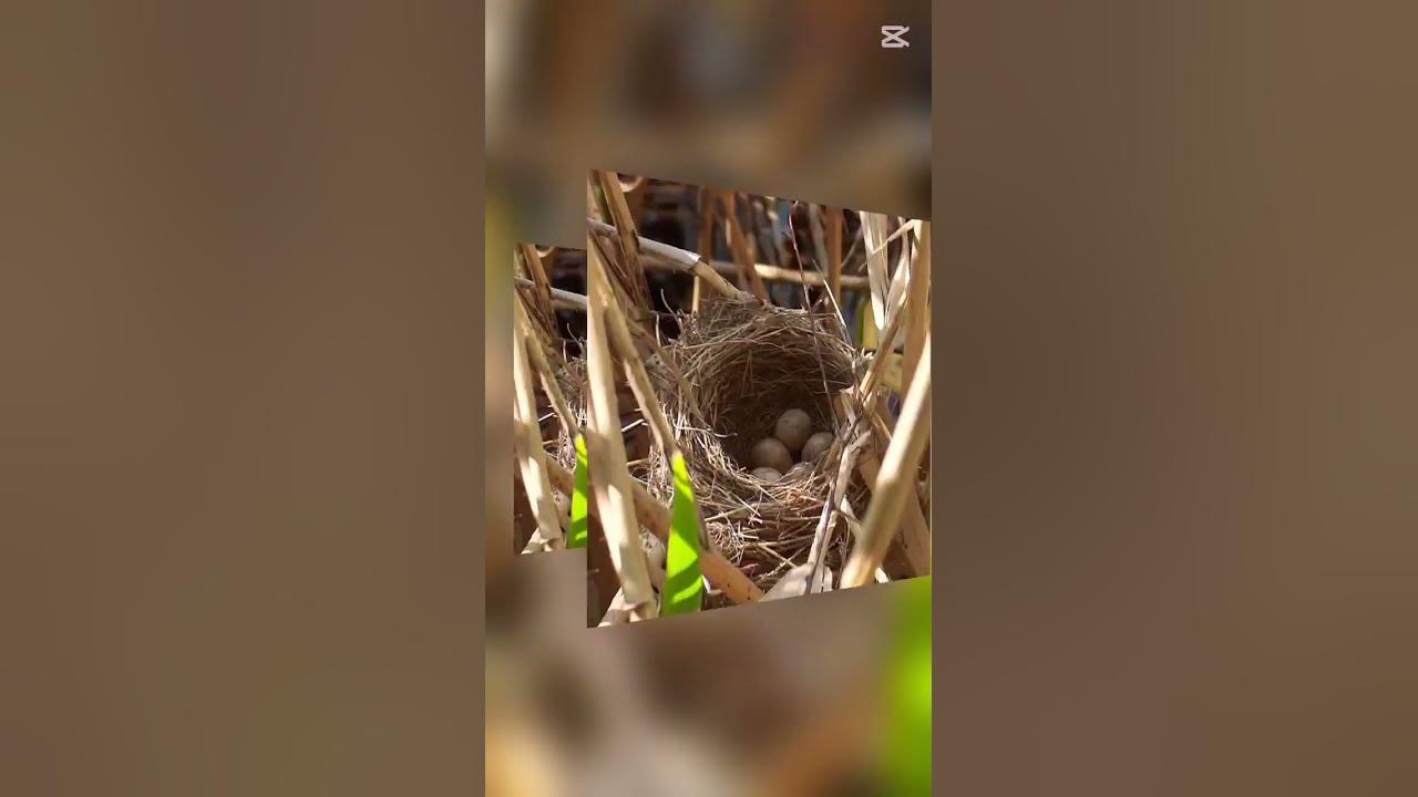 Brid Nest - YouTube