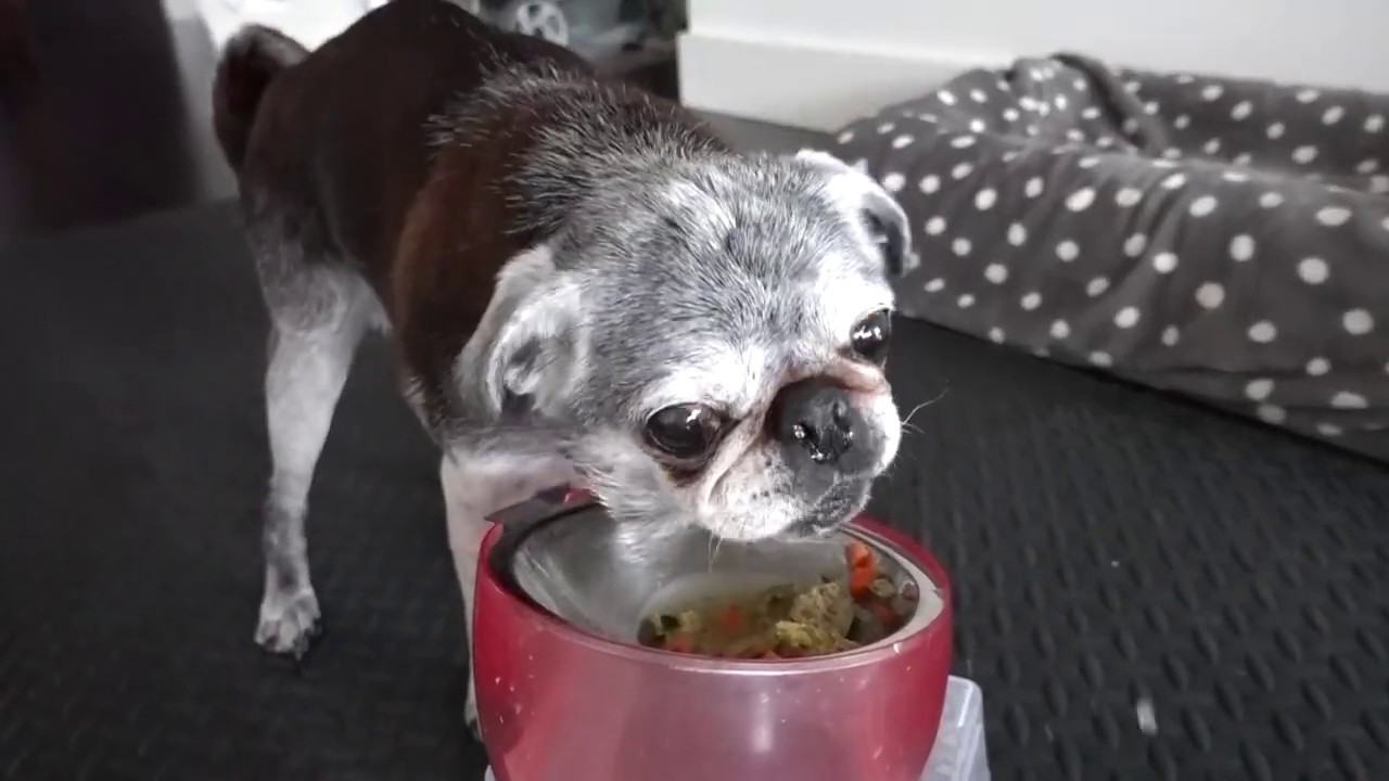 Apple -snack time with my pug - YouTube