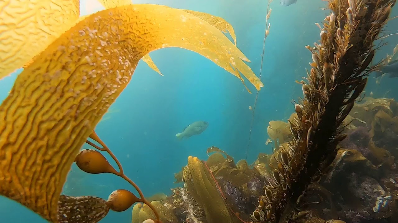 Diving the Channel Islands, California, August 2019 - YouTube