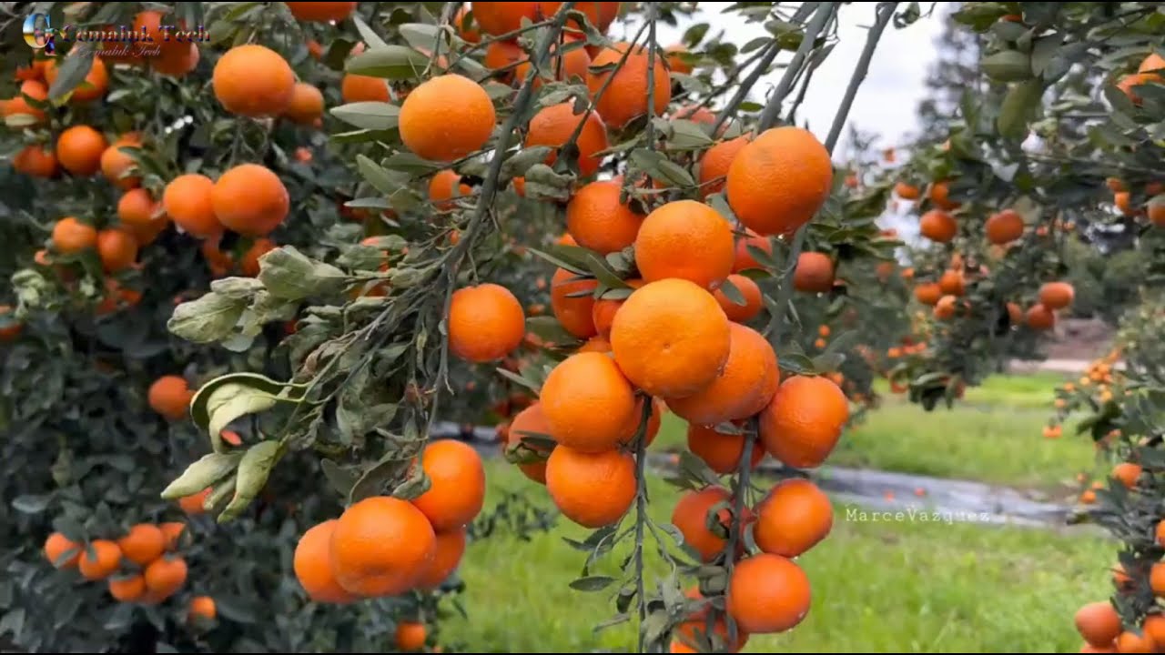 Brazil!! The Largest Orange Producing Country In The World - YouTube