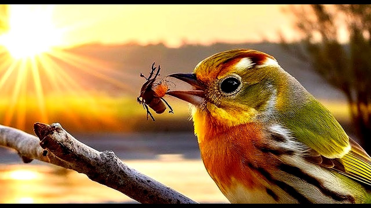 Proverb：The early bird catches the worm. #early #action - YouTube