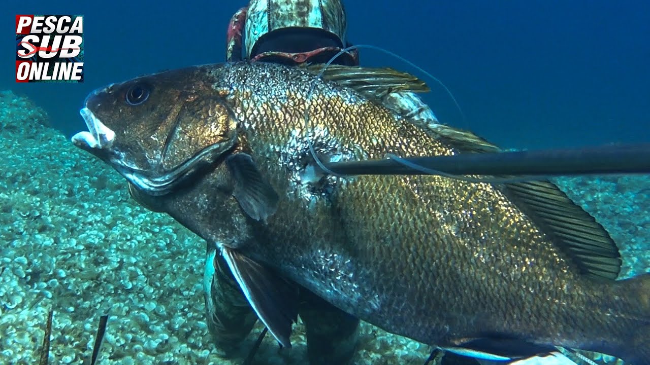 PESCASUB : Agguati top 3 - Pesca subacquea bassofondo - SPEARFISHING ...