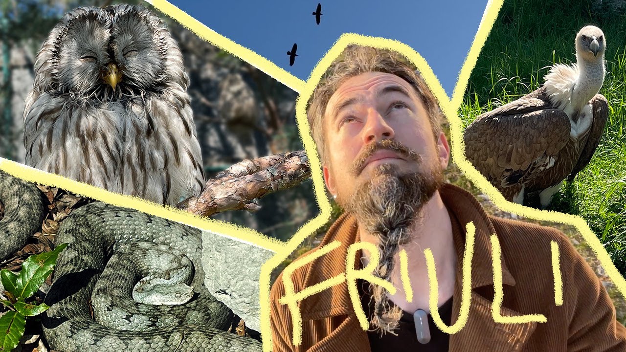 Animali FRIULANI e dove trovarli - La Storia nei dintorni - YouTube