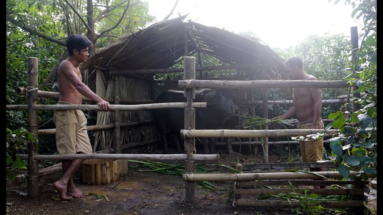 Build Cage For The Wild Buffalo In The Forest - YouTube