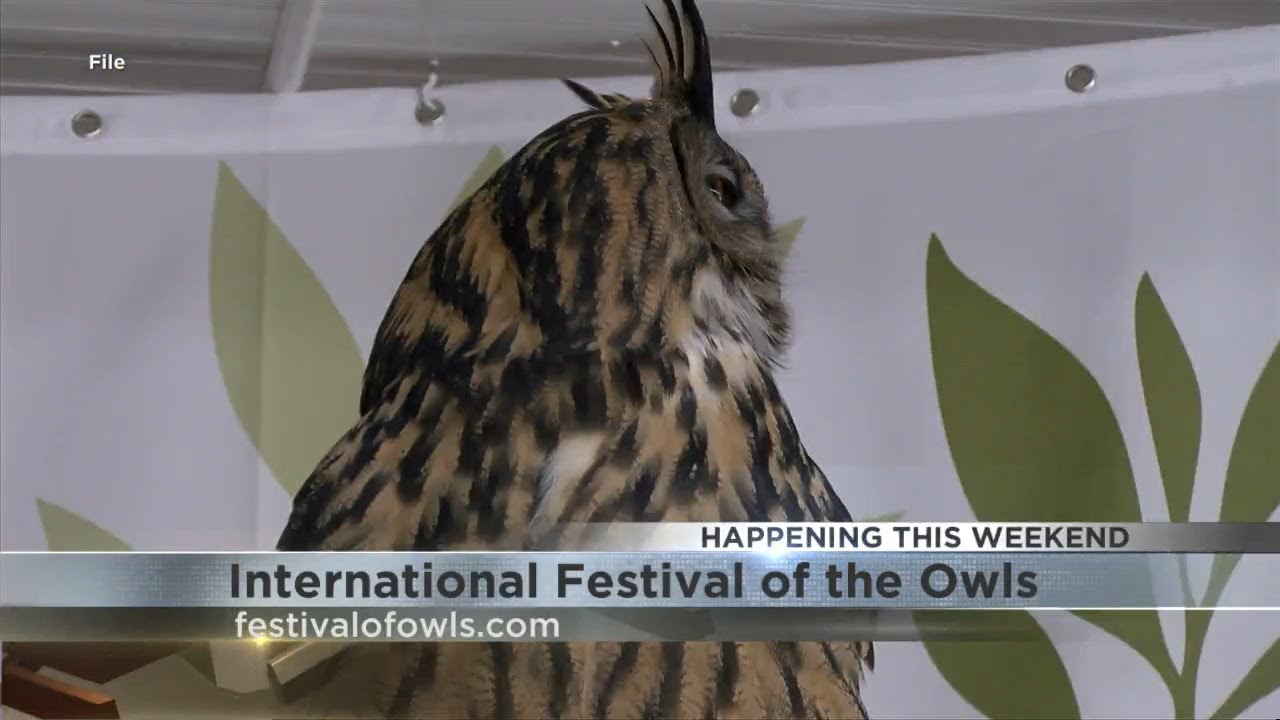 Fans head to Houston for International Festival of Owls - YouTube