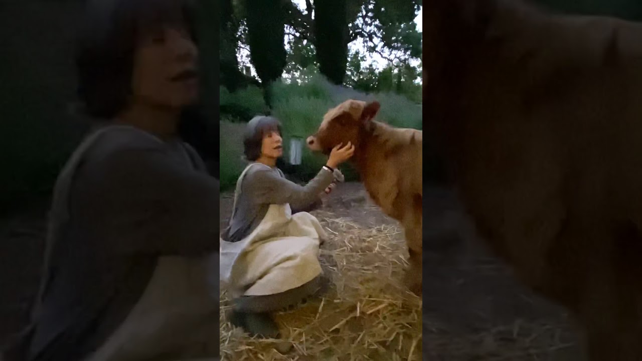 Goodnight Cow - YouTube