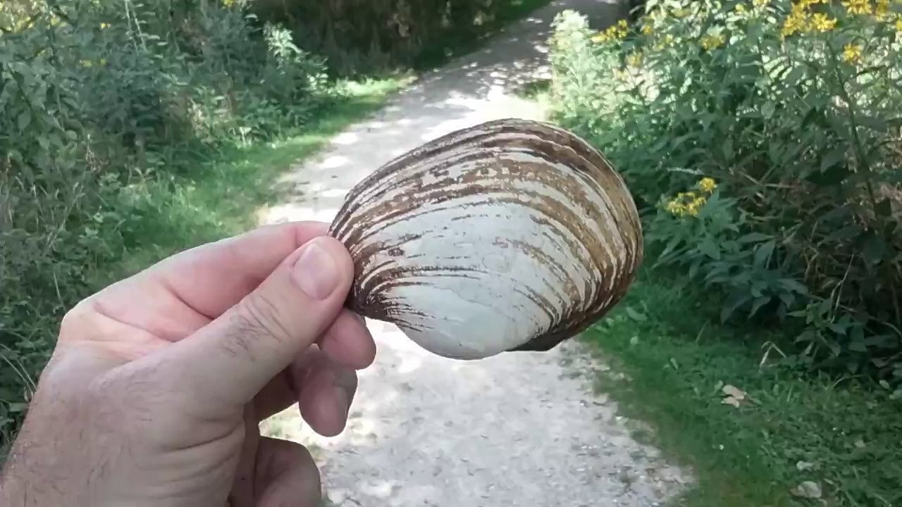 Finding my Wampum Shell!! - Eastlake Ancient Earthworks - Magical ...