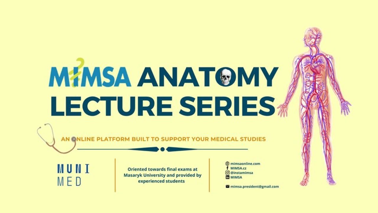 Anatomy lecture: Muscles of the UE II - YouTube