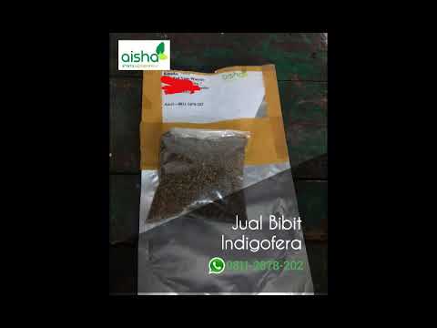 benih indigofera malaysia, O8II-2878-202, beli benih indigofera - YouTube