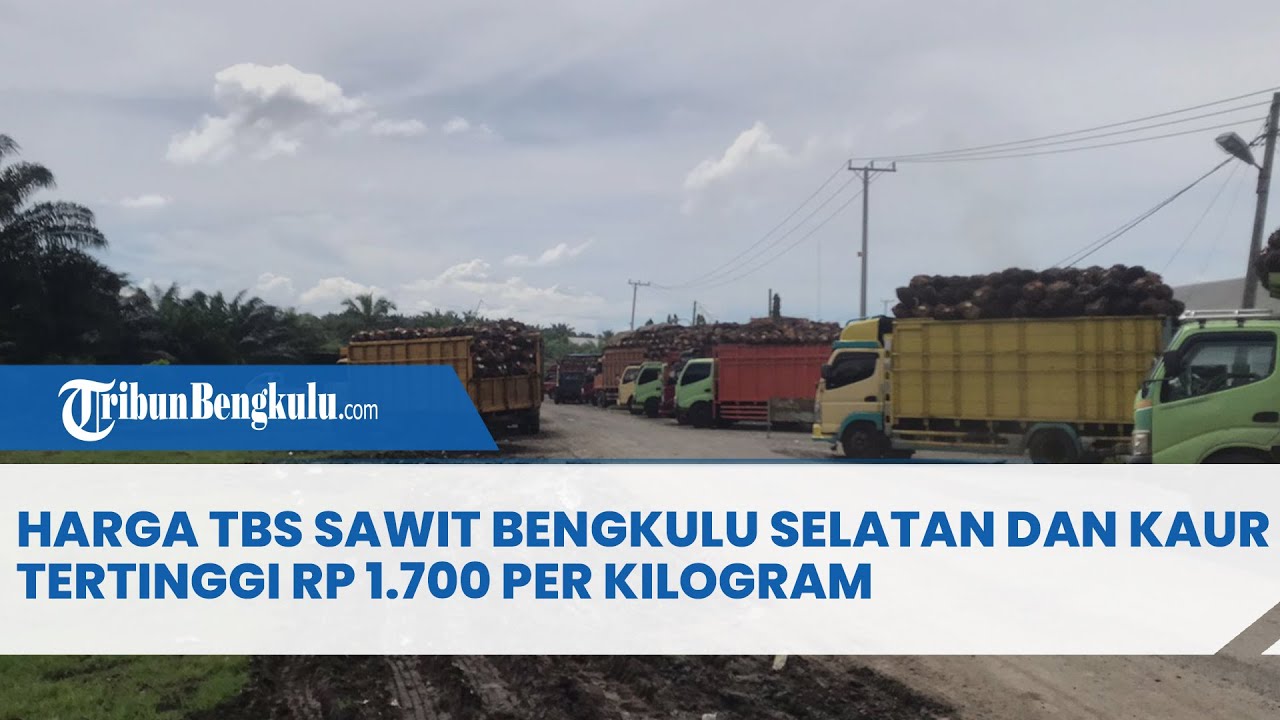 Harga TBS Sawit Hari Ini di Bengkulu Selatan dan Kaur, Tertinggi Rp 1 ...