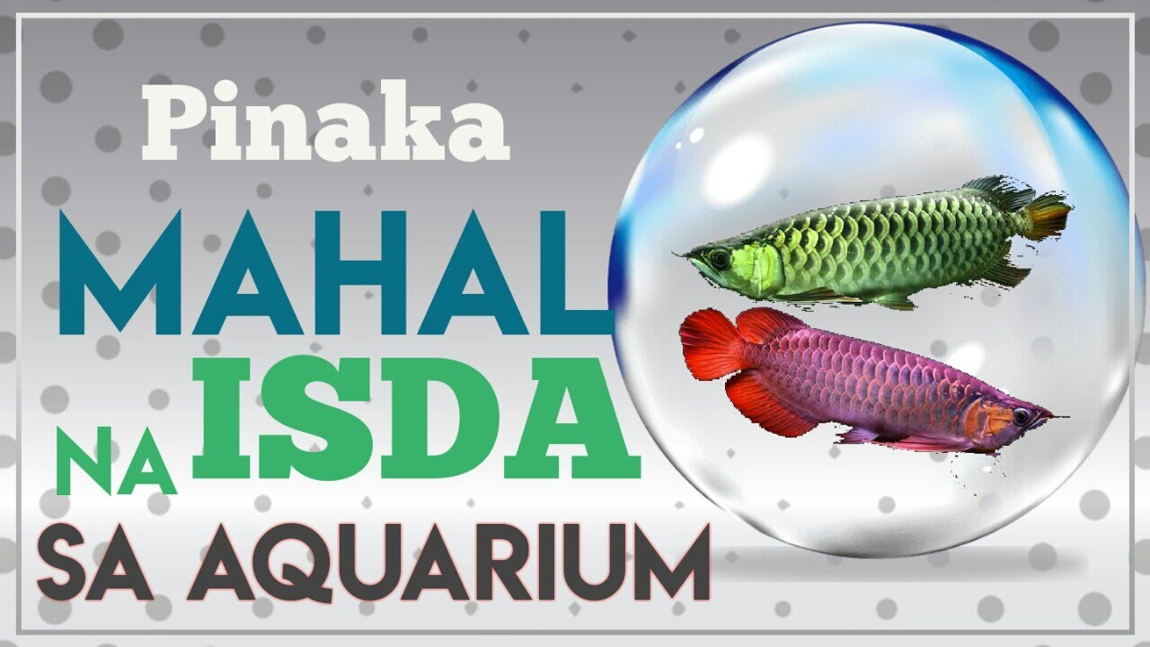 ☑ Pinakamahal na Isda sa Aquarium sa Buong Mundo | #ClarkTvFacts # ...