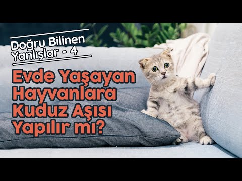 Evde Yaşayan Hayvanlara Kuduz Aşısı Yapılır mı? / Doğru Bilinen Yanlışlar 4